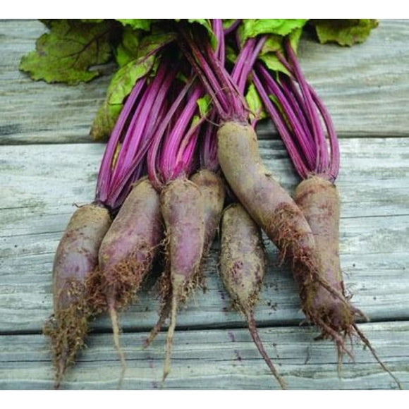 Cylindra Beet (Heirloom 58 Days) – Pinetree Garden Seeds