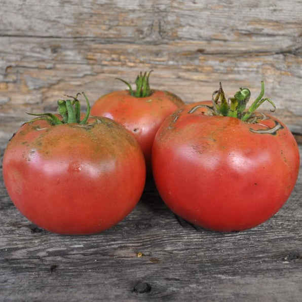 Tomato Seeds - Heirloom & Organic Varieties | Pinetree Garden Seeds – Page