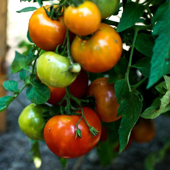 Defiant Tomato (Organic F1 Hybrid 70 Days) – Pinetree Garden Seeds