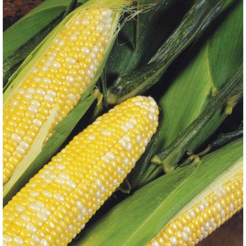 Delectable Corn (F1 Hybrid 80 Days) SE – Pinetree Garden Seeds