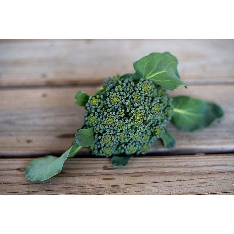 Di Cicco Broccoli (Heirloom, 55-70 Days) – Pinetree Garden Seeds