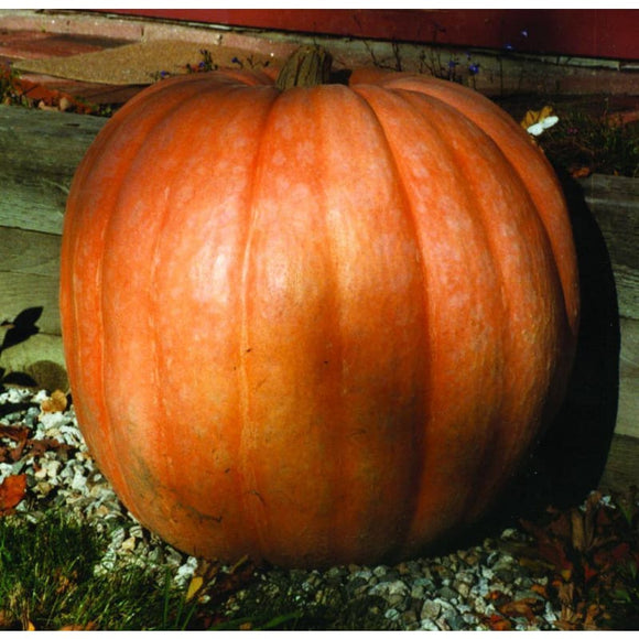Dill's Atlantic Giant Pumpkin (125 Days) – Pinetree Garden Seeds