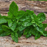 Dolce Fresca Basil (Ocimum basilicum) – Pinetree Garden Seeds