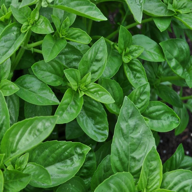 Dolce Fresca Basil (Ocimum basilicum) – Pinetree Garden Seeds