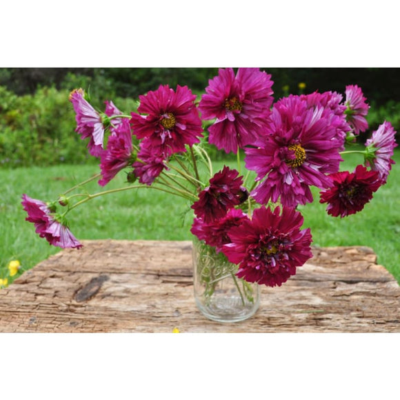 Double Click Cranberries Cosmo (Cosmo bipinnatus) – Pinetree Garden Seeds