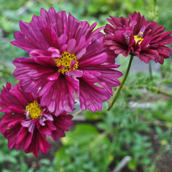 Double Click Cranberries Cosmo (Cosmo bipinnatus) – Pinetree Garden Seeds