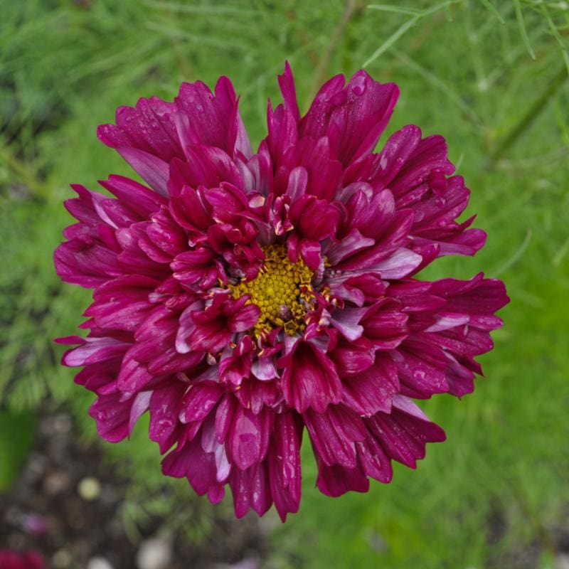 Double Click Cranberries Cosmo (Cosmo bipinnatus) – Pinetree Garden Seeds