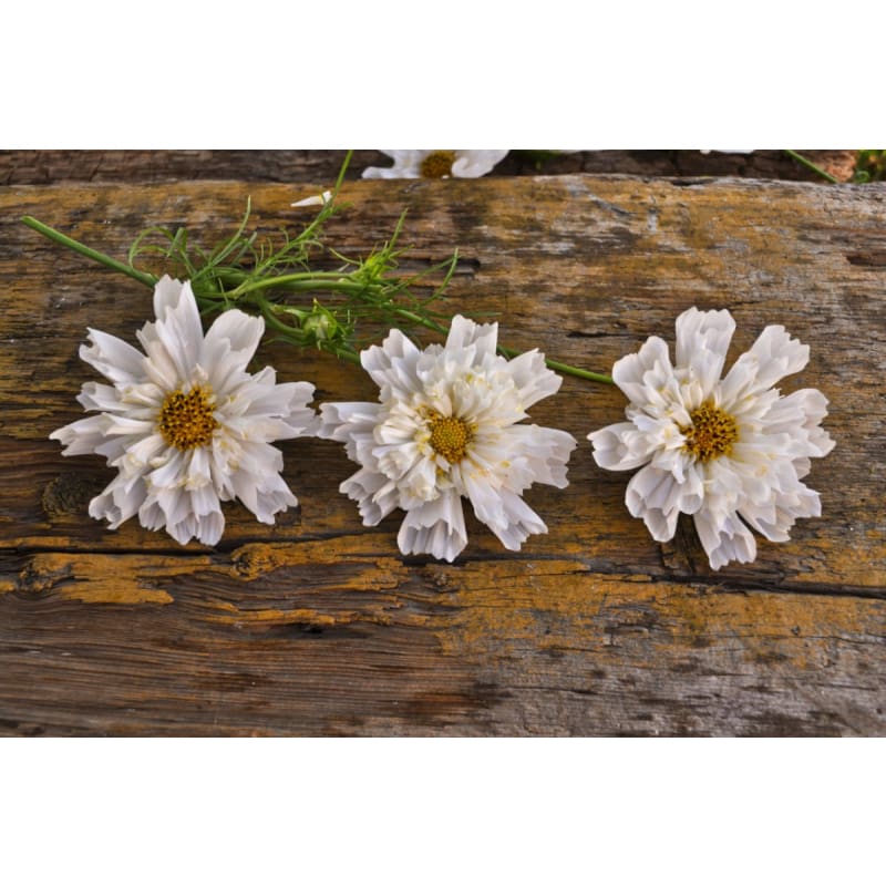 Double Click Snow Puff Cosmos (Cosmo bipinnatus) – Pinetree Garden Seeds