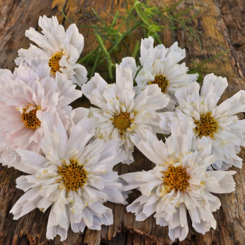 Double Click Snow Puff Cosmos (Cosmo bipinnatus) – Pinetree Garden Seeds