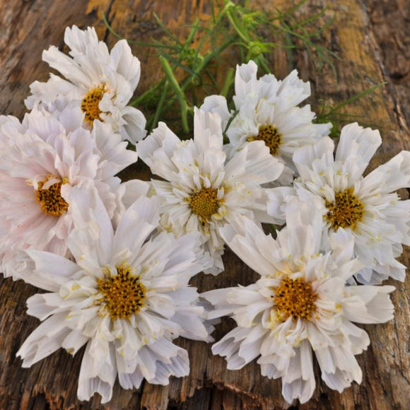 Double Click Snow Puff Cosmos (Cosmo bipinnatus) – Pinetree Garden Seeds