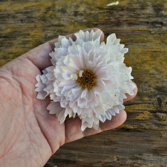 Double Click Snow Puff Cosmos (Cosmo bipinnatus) – Pinetree Garden Seeds