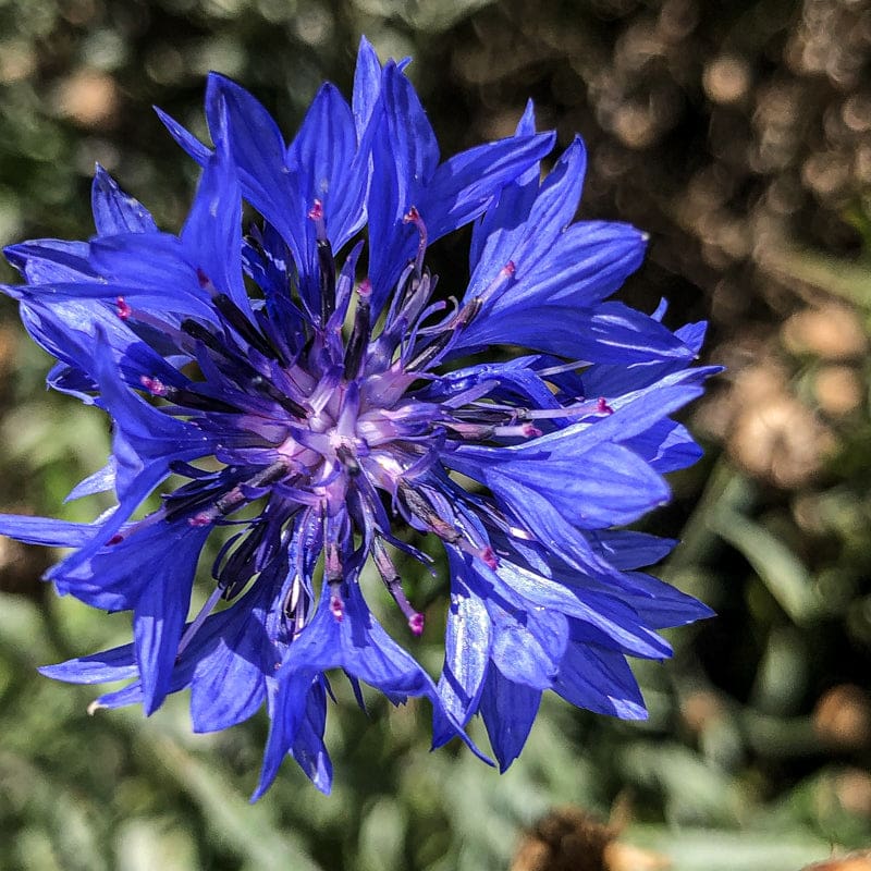 Dwarf Blue Centaurea