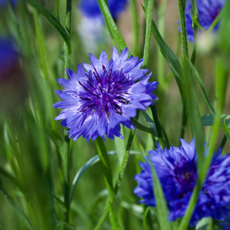 Blue Cornflower Plant