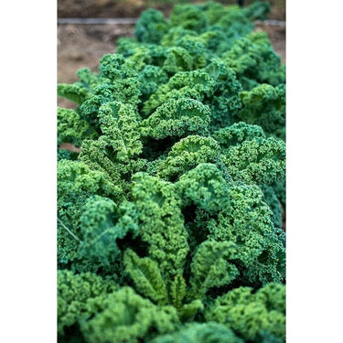 Dwarf Blue Curled Kale (Heirloom, 55 Days) – Pinetree Garden Seeds