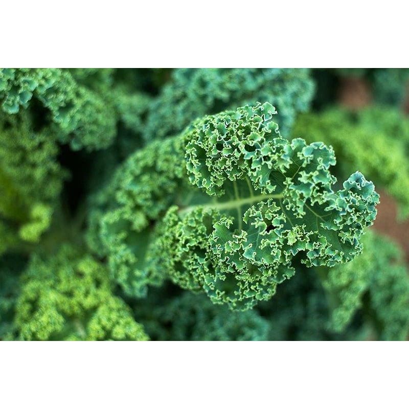 Dwarf Blue Curled Kale (Heirloom, 55 Days)
