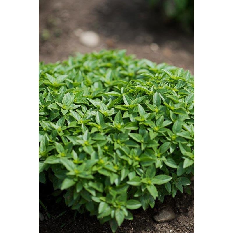 Dwarf Greek Basil – Pinetree Garden Seeds