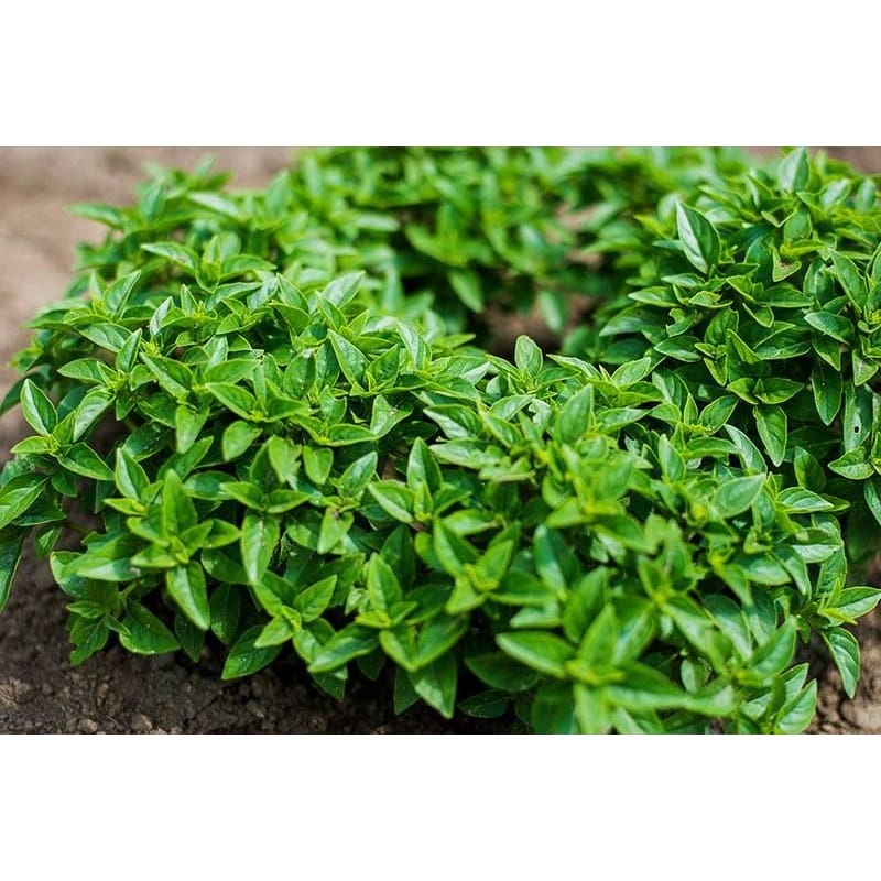 Dwarf Greek Basil – Pinetree Garden Seeds