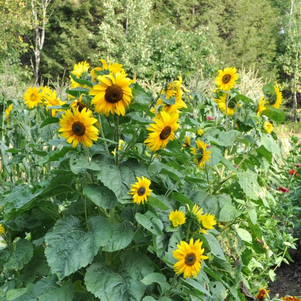 Sunflowers – Pinetree Garden Seeds