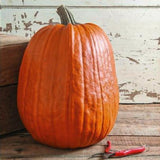 Early Giant Pumpkin (F1 Hybrid 95 Days) – Pinetree Garden Seeds