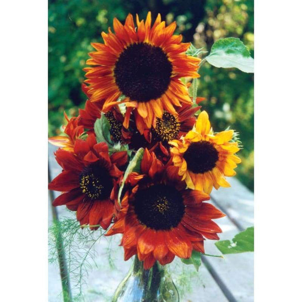 Sunflowers – Pinetree Garden Seeds