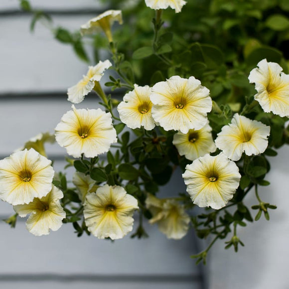 Easy Wave Yellow Petunia – Pinetree Garden Seeds
