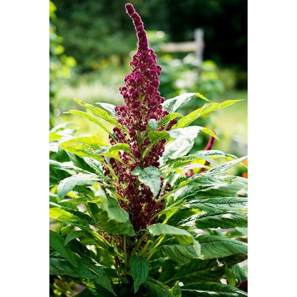 Elephant Head Amaranth – Pinetree Garden Seeds