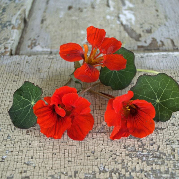 Nasturtiums