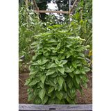 Everleaf Emerald Towers Basil – Pinetree Garden Seeds