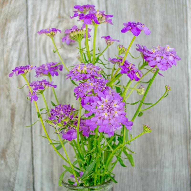 Fairy Mix Candytuft – Pinetree Garden Seeds