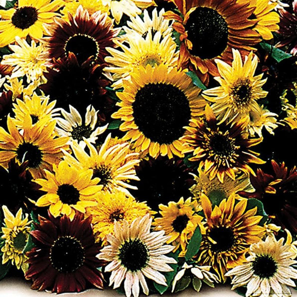 Sunflowers – Pinetree Garden Seeds