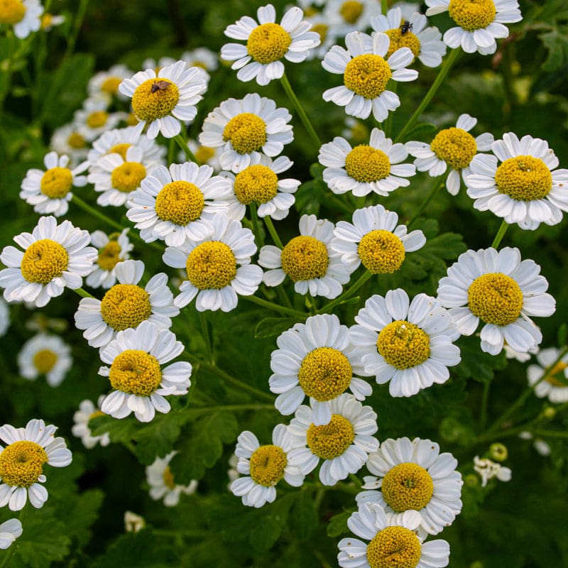 Feverfew