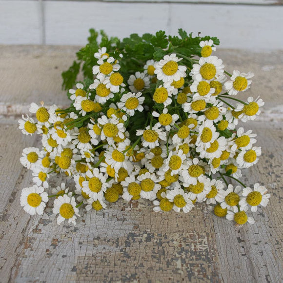 Pinetree Garden Seeds