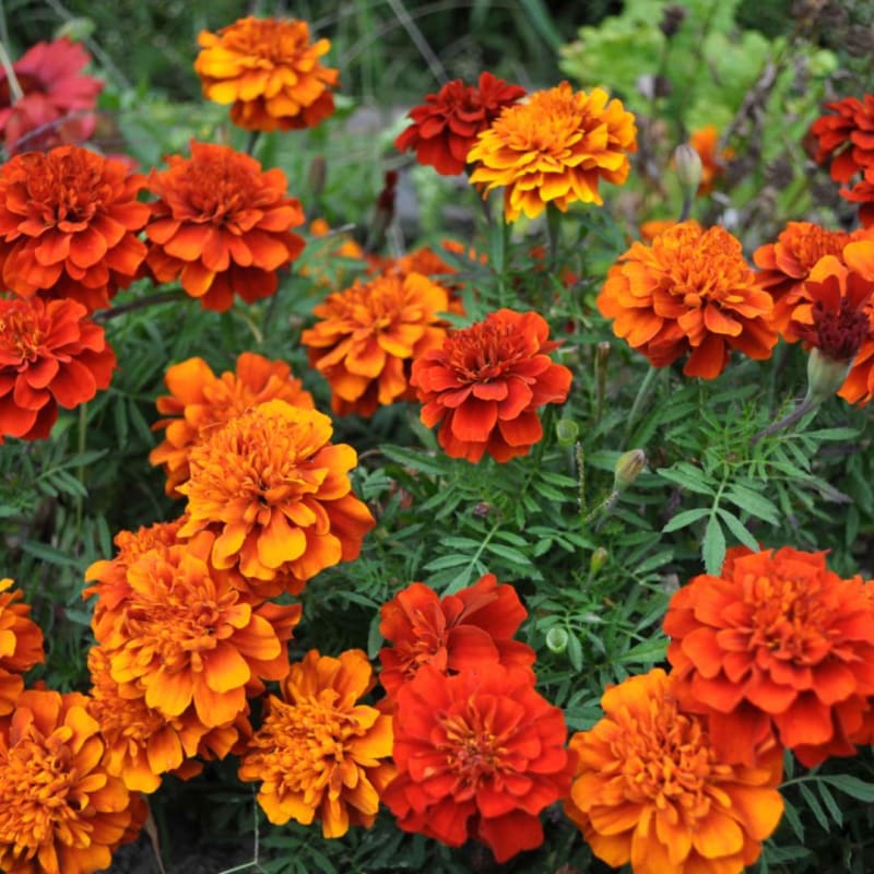 Fireball Marigold Tagetes patula – Pinetree Garden Seeds