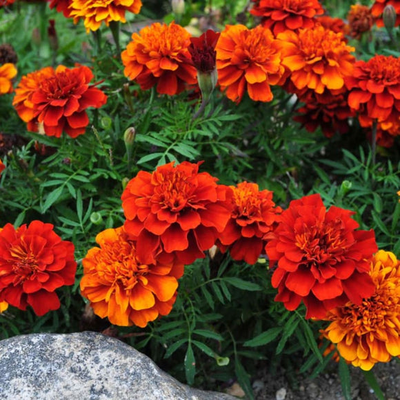 Fireball Marigold Tagetes patula – Pinetree Garden Seeds