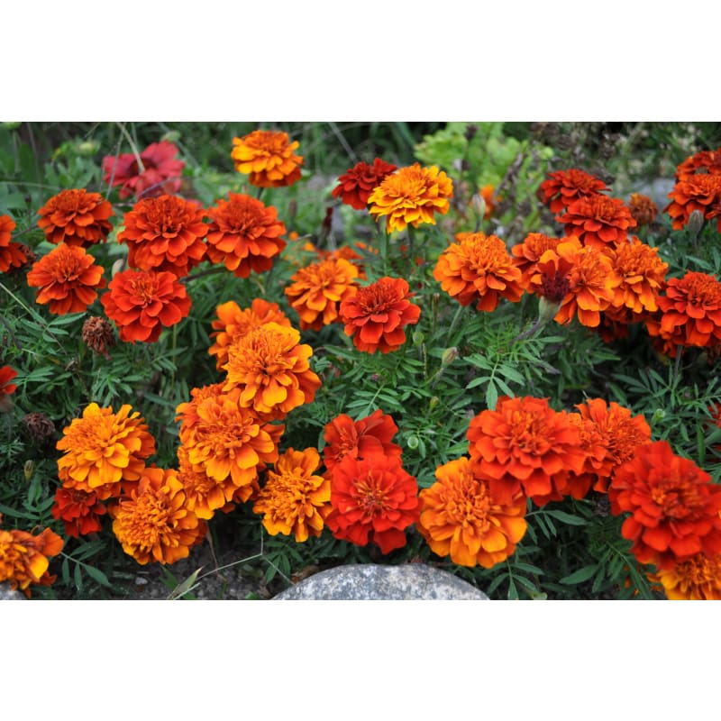 Fireball Marigold Tagetes patula – Pinetree Garden Seeds