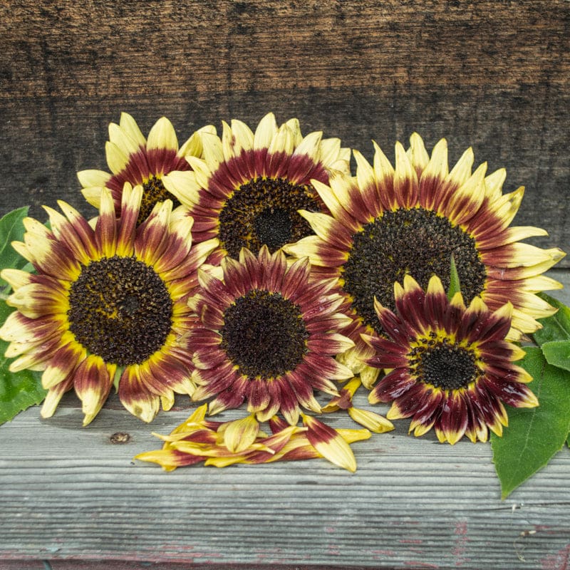 Florenza Sunflower – Pinetree Garden Seeds
