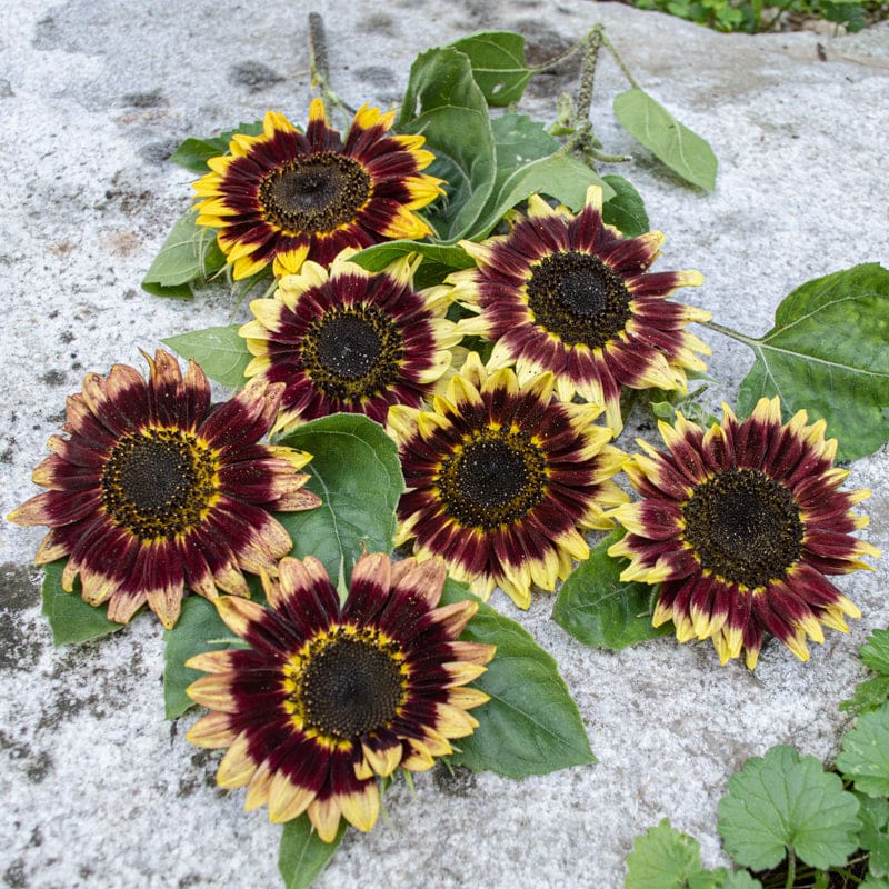 Florenza Sunflower