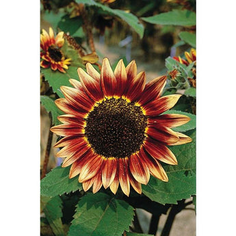 Sunflowers – Pinetree Garden Seeds