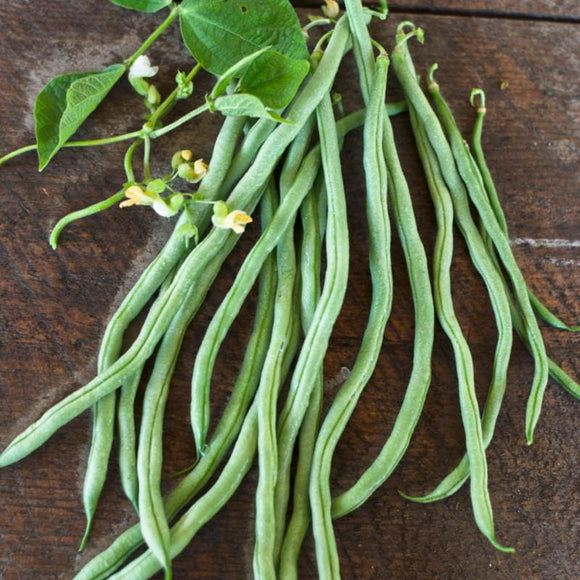 Fortex Pole Bean (60 days) Phaseolus vulgaris – Pinetree Garden Seeds