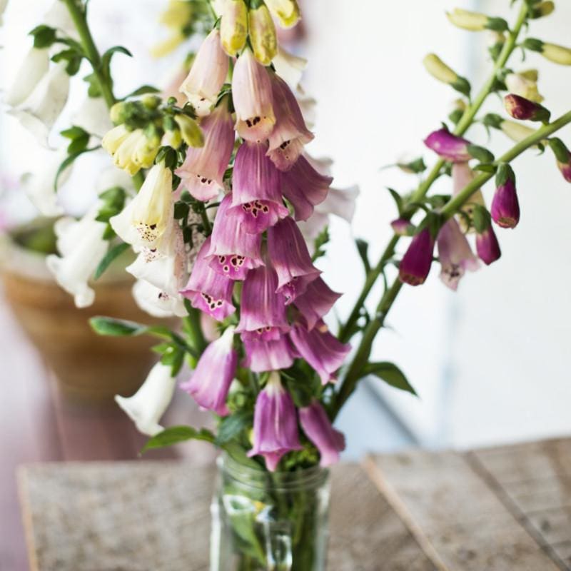 Foxy Foxglove – Pinetree Garden Seeds
