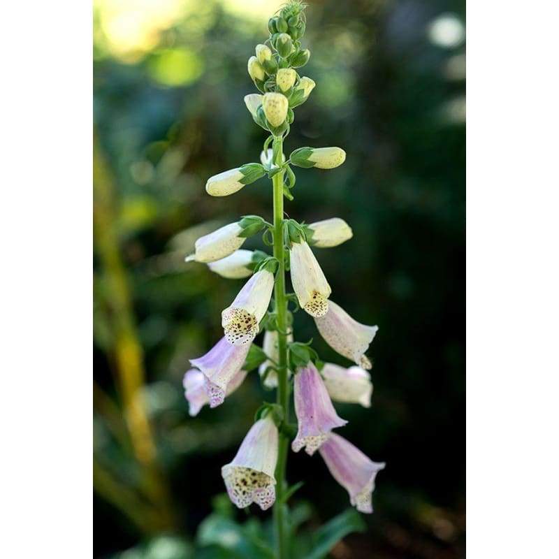 Foxy Foxglove – Pinetree Garden Seeds