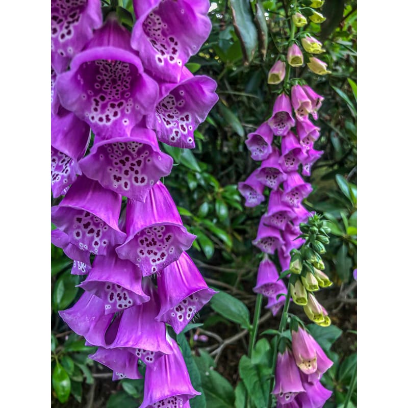 Foxy Foxglove – Pinetree Garden Seeds
