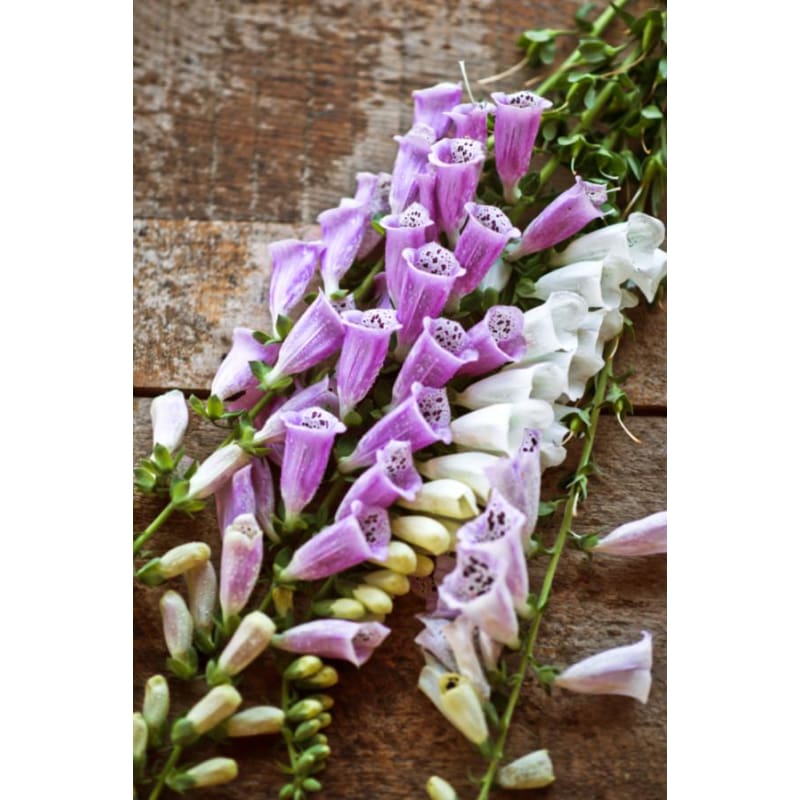 Foxy Foxglove – Pinetree Garden Seeds