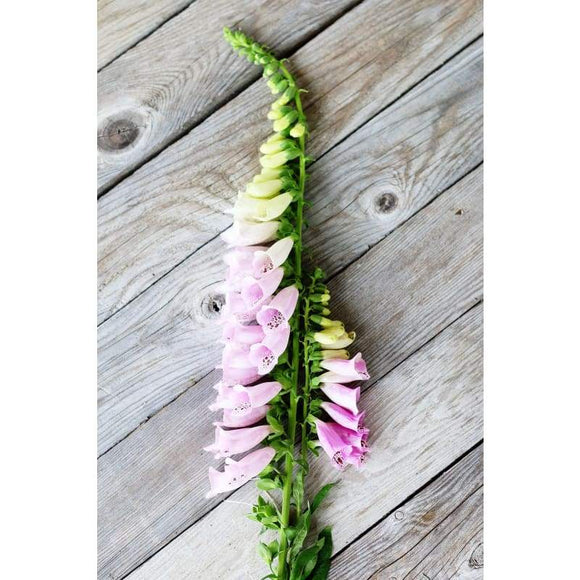 Foxy Foxglove – Pinetree Garden Seeds