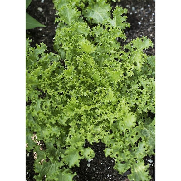 Frisee Endive (60 Days) – Pinetree Garden Seeds