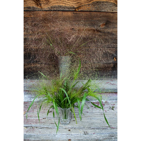 Frosted Explosion Ornamental Grass