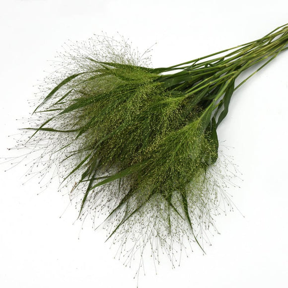 Frosted Explosion Ornamental Grass – Pinetree Garden Seeds