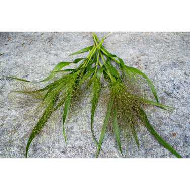 Frosted Explosion Ornamental Grass – Pinetree Garden Seeds