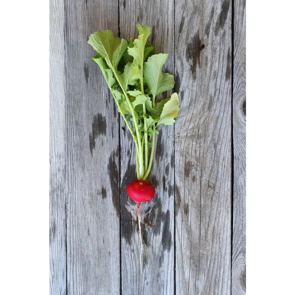 German Giant Radish (Heirloom, 37 Days) – Pinetree Garden Seeds