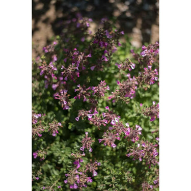 Germander – Pinetree Garden Seeds